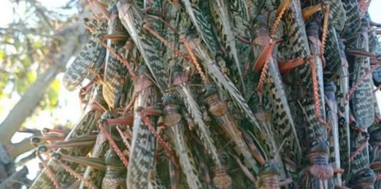 Locusts Invasion in Kenya: Threats and Opportunities | Agcenture