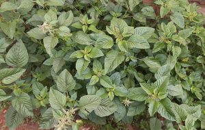 Which are the Best kienyeji vegetables in Kenya | Agcenture.com