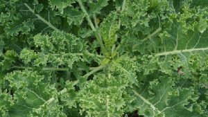 Which are the best Kales varieties in Kenya? | Agcenture