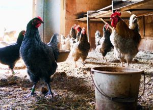 Cost of rearing 100 Kienyeji chicken in Kenya | Agcenture.com