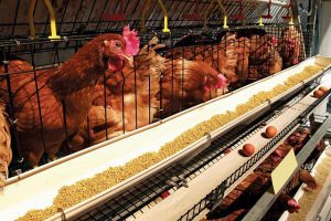 FAQs on Layers Chicken Rearing in Kenya- Best Answers | Agcenture
