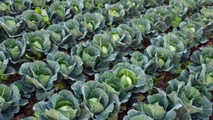 How to grow cabbages; planting to harvest | Agcenture.com