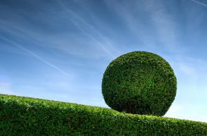 Which Fencing Plants Make The Best Hedges | Agcenture