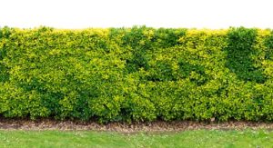Which Fencing Plants Make The Best Hedges | Agcenture