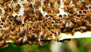 How to Stop the Bees Decline in 10 ways | Agcenture