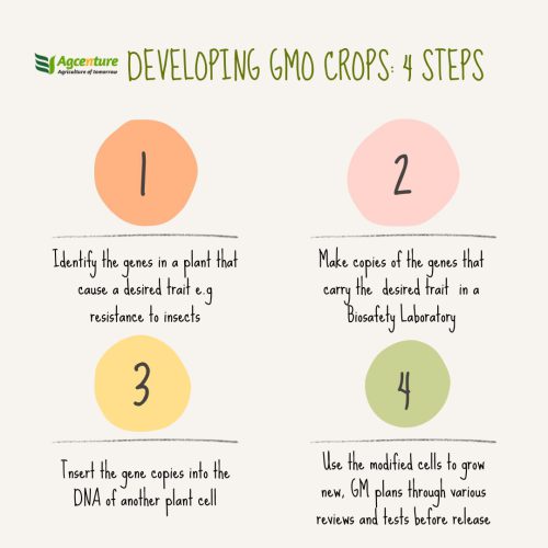 What You Need to Know About GMO Food | Agcenture