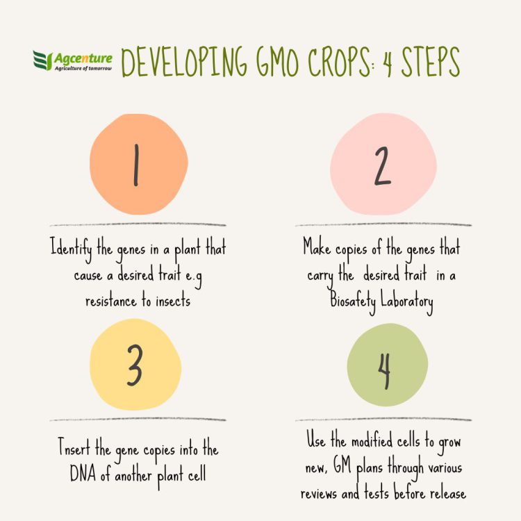 What You Need to Know About GMO Food | Agcenture