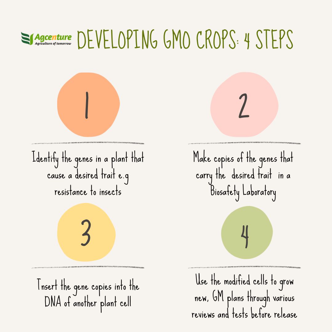 What You Need to Know About GMO Food | Agcenture