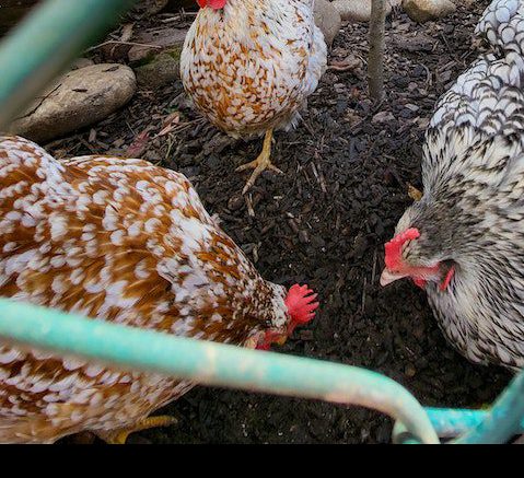 Semi Intensive chicken farming | Agcenture