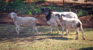 Which are the best sheep breeds in Kenya? | Agcenture.com