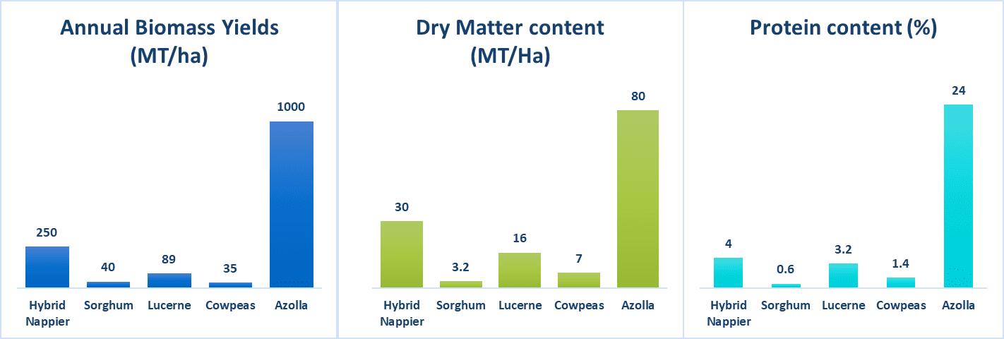 Azolla Farming in Kenya: what you need to know | Agcenture